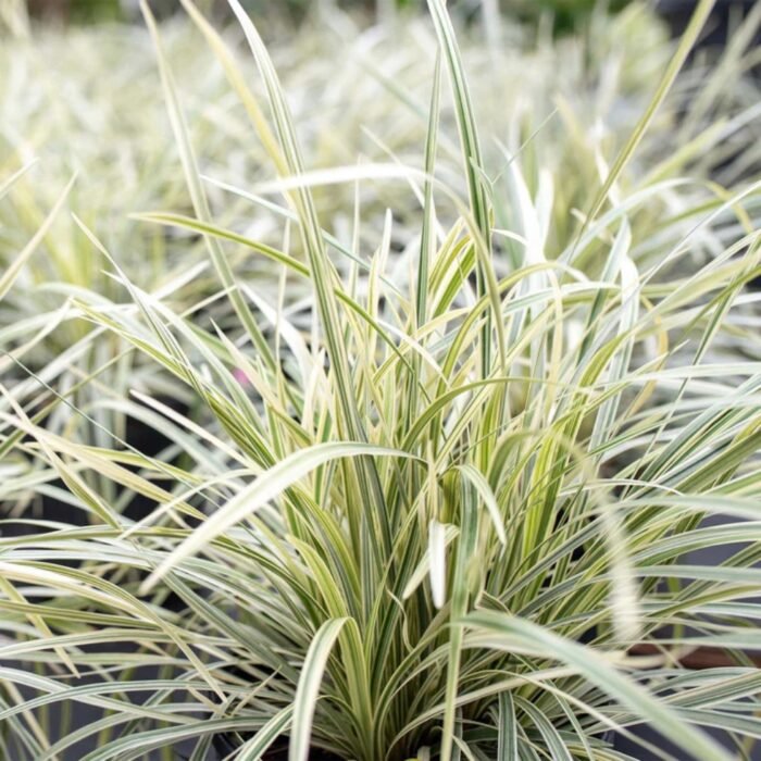 Home Plants - Carlo's Plant Farm