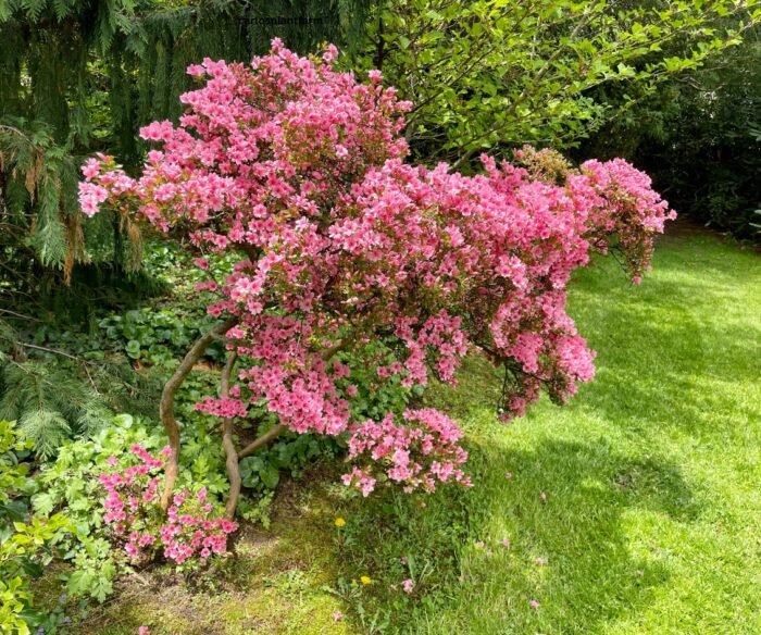 Home Plants - Carlo's Plant Farm