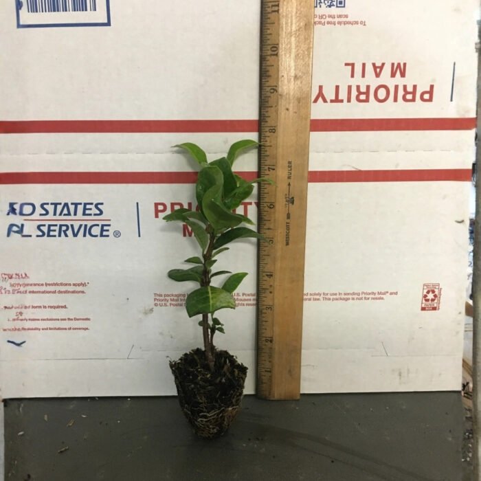 Home Plants - Carlo's Plant Farm